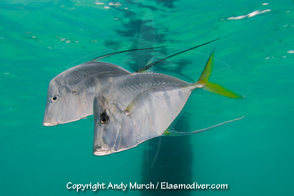 Lookdown Fish Pictures - images of Selene vomer
